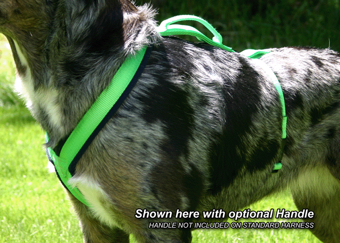 Dog Flyball Harness – Fidogear